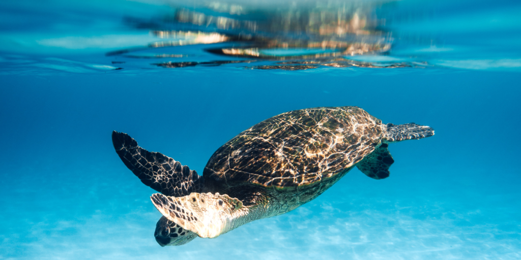 How Do Changes In Fishing Practices Affect Marine Life And Habitats ...