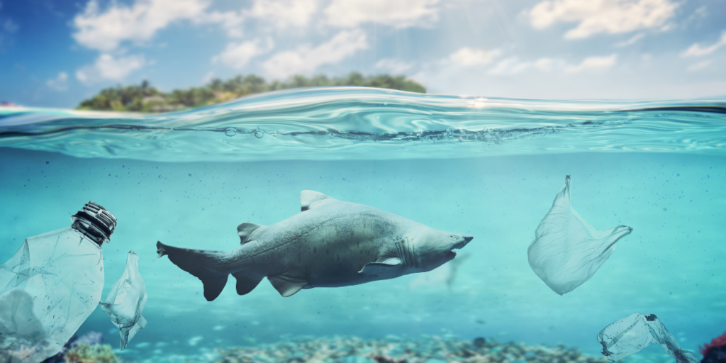 How Do Ocean Currents Affect Marine Ecology?