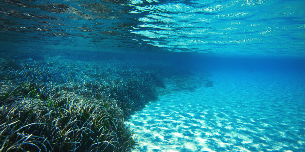 What Is The Role Of Seagrass Beds In Marine Ecosystems?