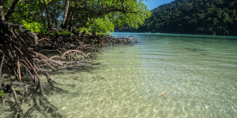 What Is The Role Of Mangroves In Protecting Coastal Areas From Storms ...
