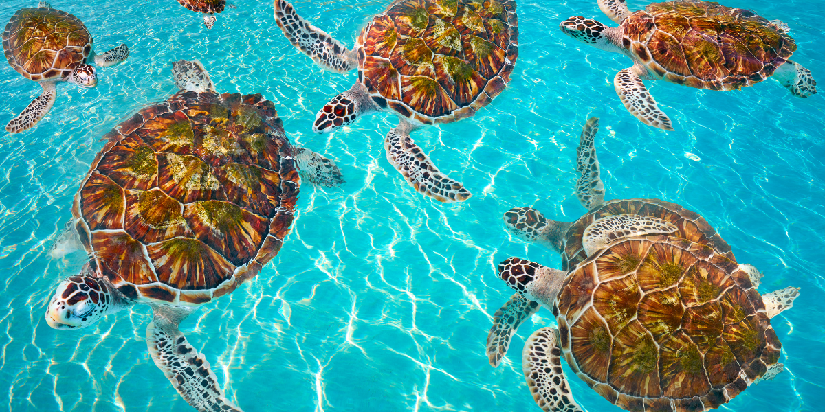 What Is The Role Of Marine Ecology In The Global Environment?