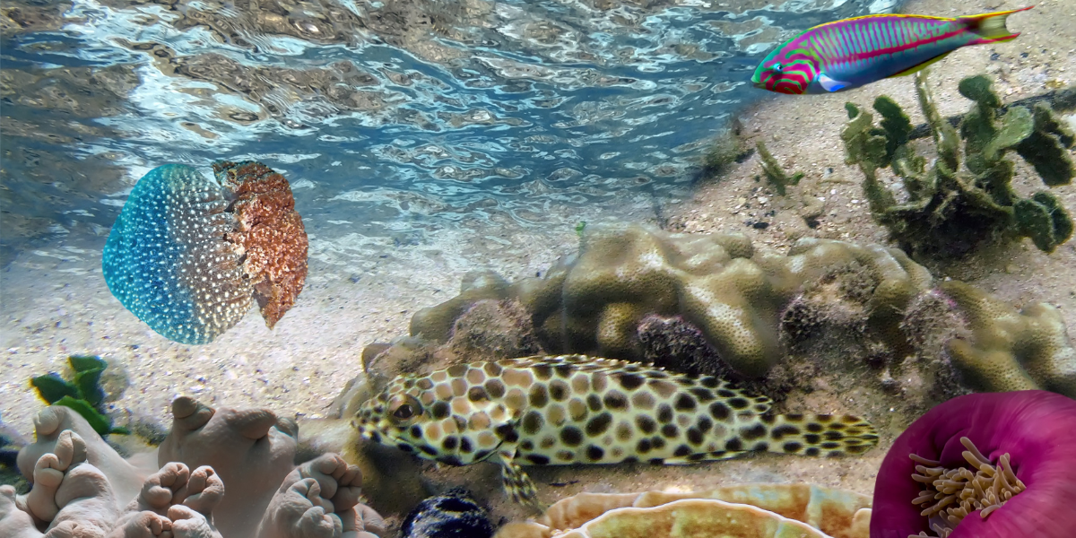 How Do Marine Ecosystems Help The Environment?