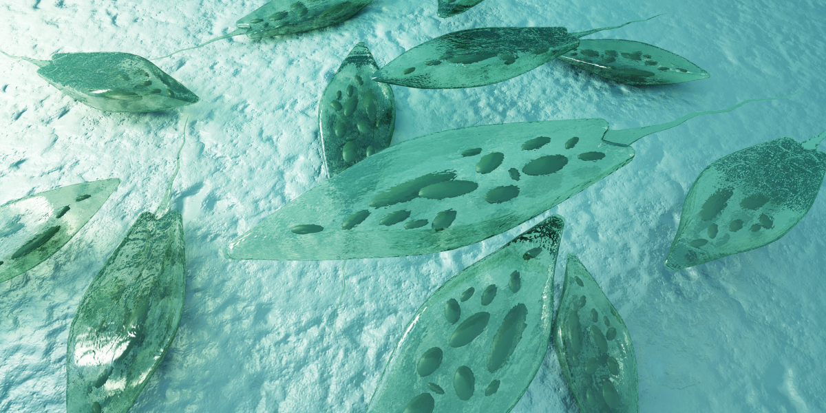 What Are The Most Important Species In Marine Ecology? – Marine Ecology ...