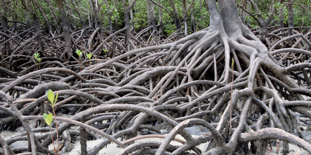 What Is The Role Of Mangroves In Protecting Coastal Areas From Storms ...