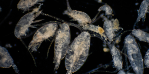 The Role Of Plankton In Marine Ecosystems?
