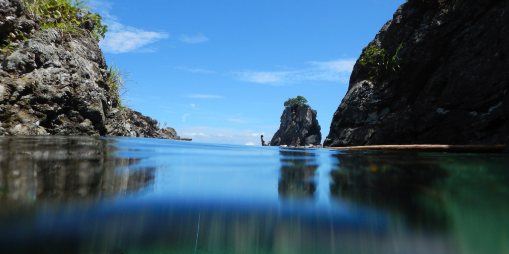 What Is The Role Of Mangroves In Protecting Coastal Areas From Storms ...