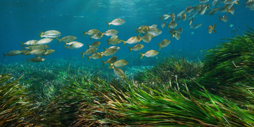 What Is The Role Of Seagrass Beds In Marine Ecosystems?
