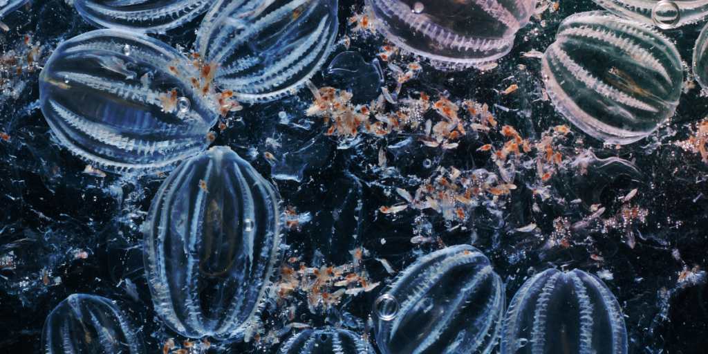 What Is The Role Of Zooplankton In Maintaining Healthy Ocean Ecosystems?