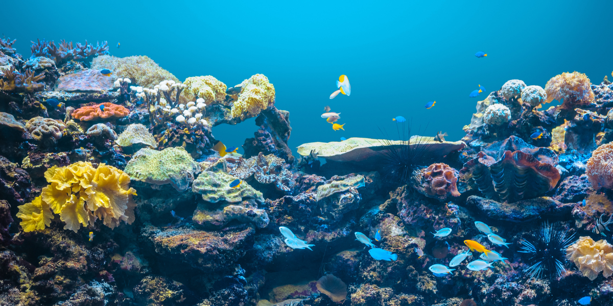 How Do Invasive Species Affect Native Species And Habitats In Marine ...