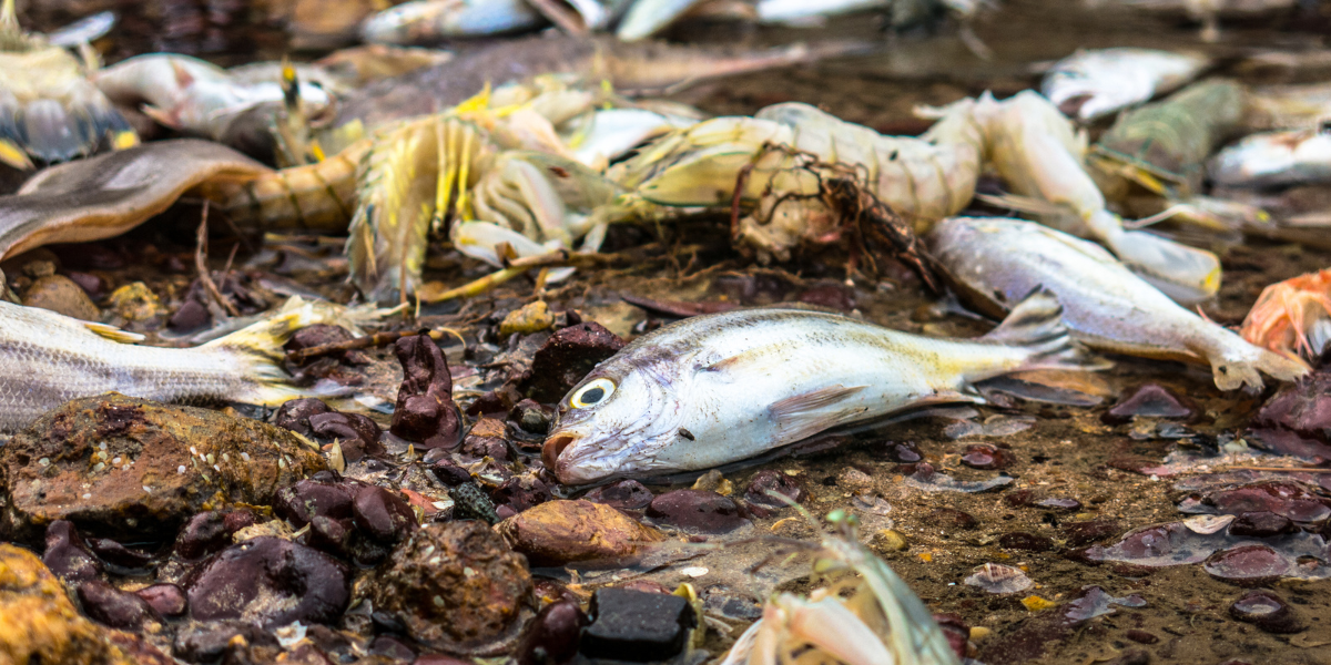 What Are The Impacts Of Overfishing On Marine Ecosystems?